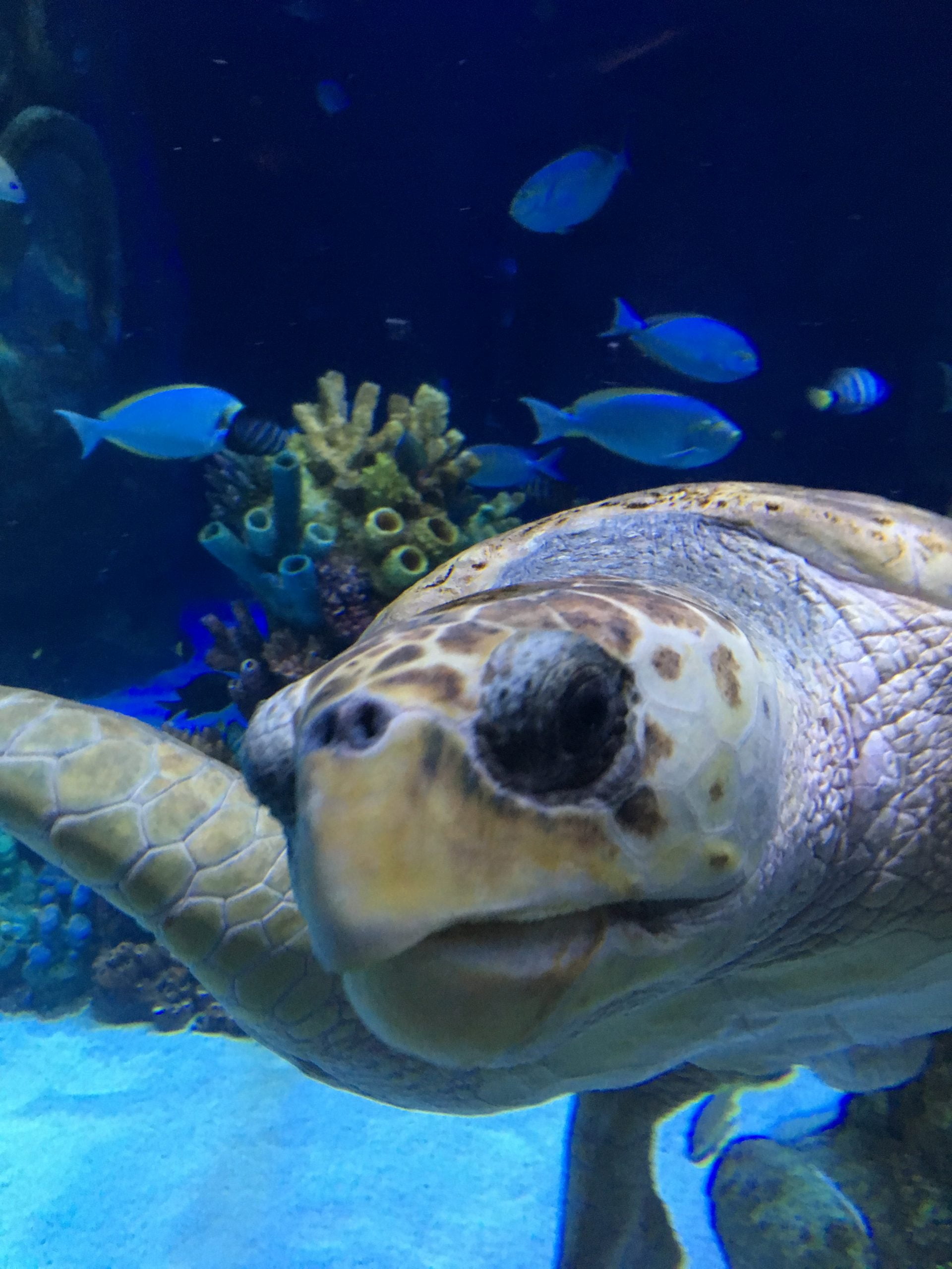 My TOP FIVE SCUBA Wildlife Moments - REESE H.