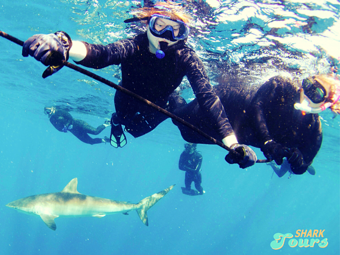 How To Snorkel with Sharks in Florida! - REESE H.