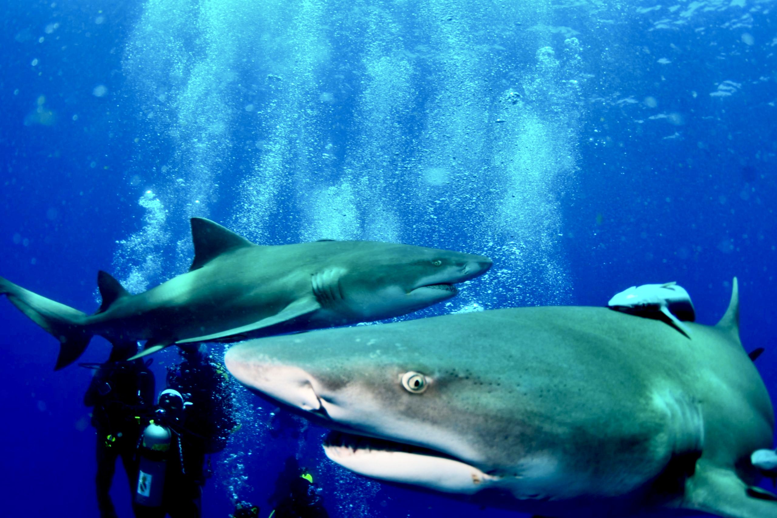 Shark Diving Jupiter! - REESE H.
