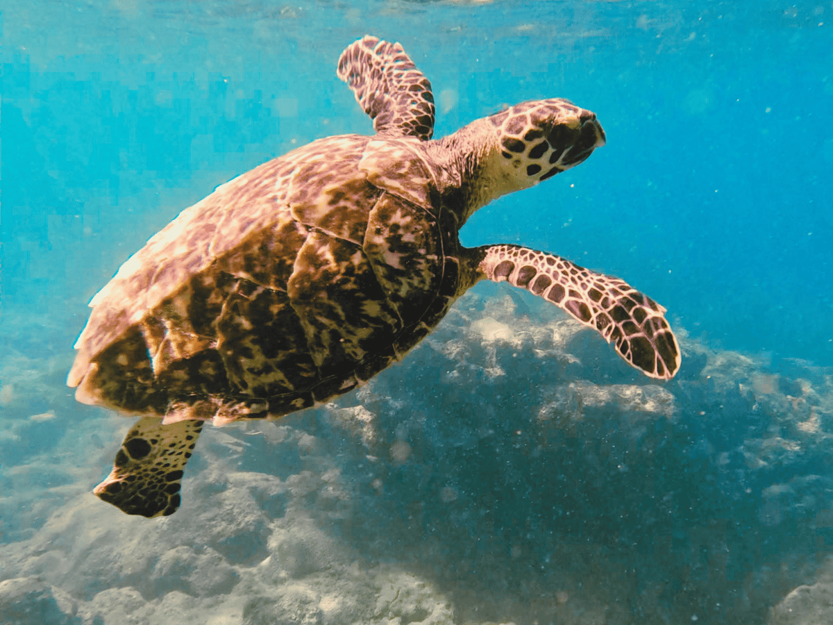 The Best Puerto Rico Diving is in Rincon! - REESE H.