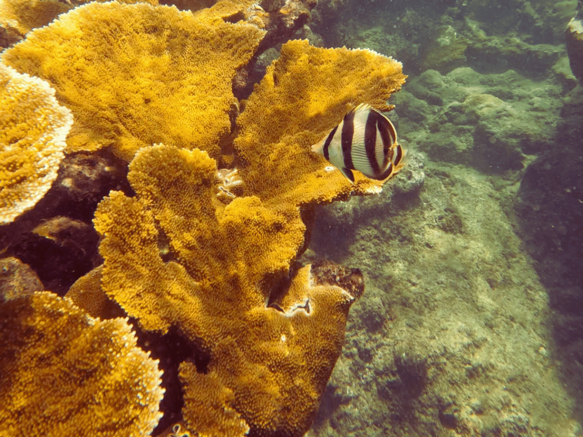 The Best Puerto Rico Diving is in Rincon! - REESE H.