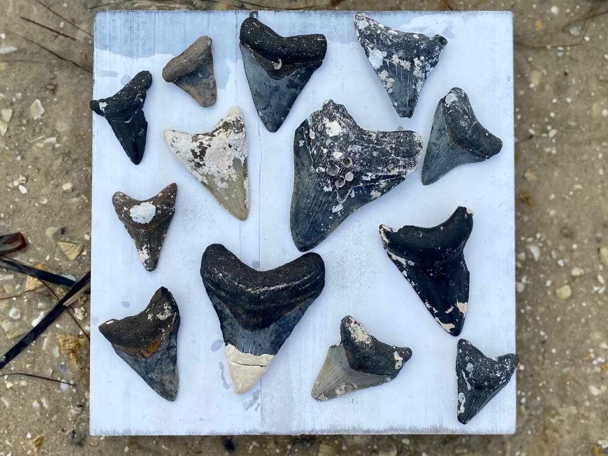 The Best Place to Find Sharks Teeth in Florida - REESE H.