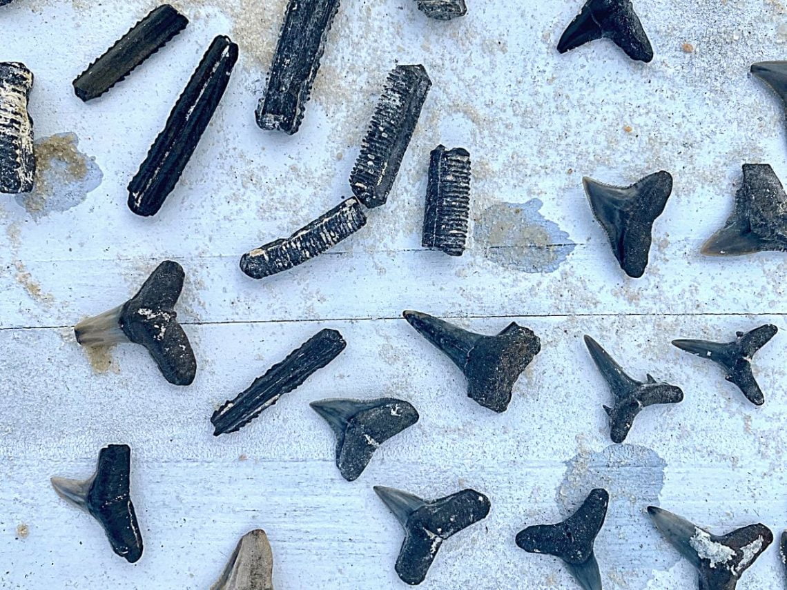 The Best Place to Find Sharks Teeth in Florida - REESE H.