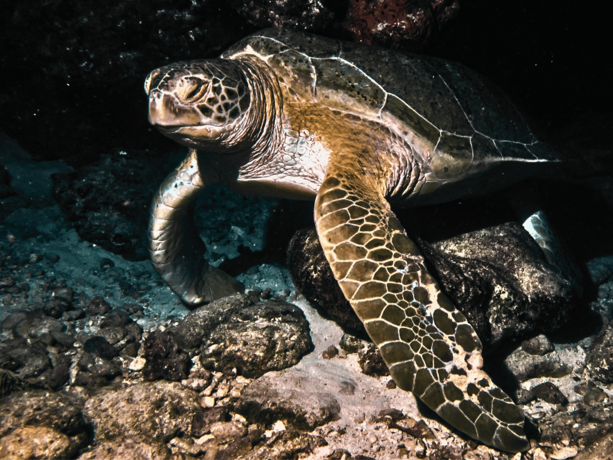 8 Reasons to go Scuba Diving in Islamorada FL (Updated 2024)