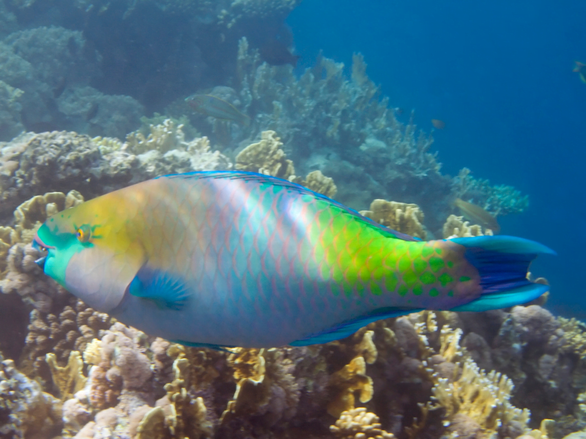 8 Reasons to go Scuba Diving in Islamorada FL (Updated 2024)