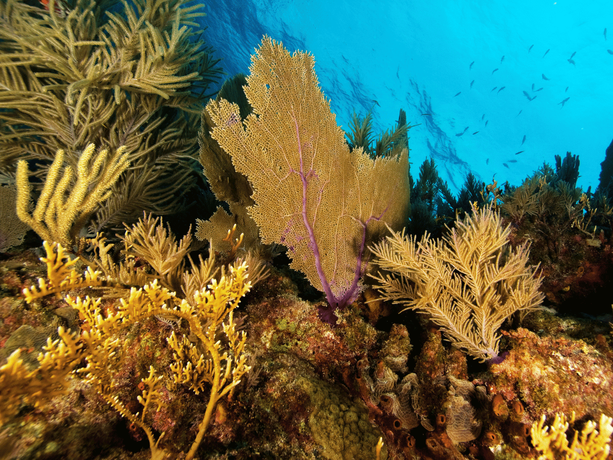 8 Reasons to go Scuba Diving in Islamorada FL (Updated 2024)