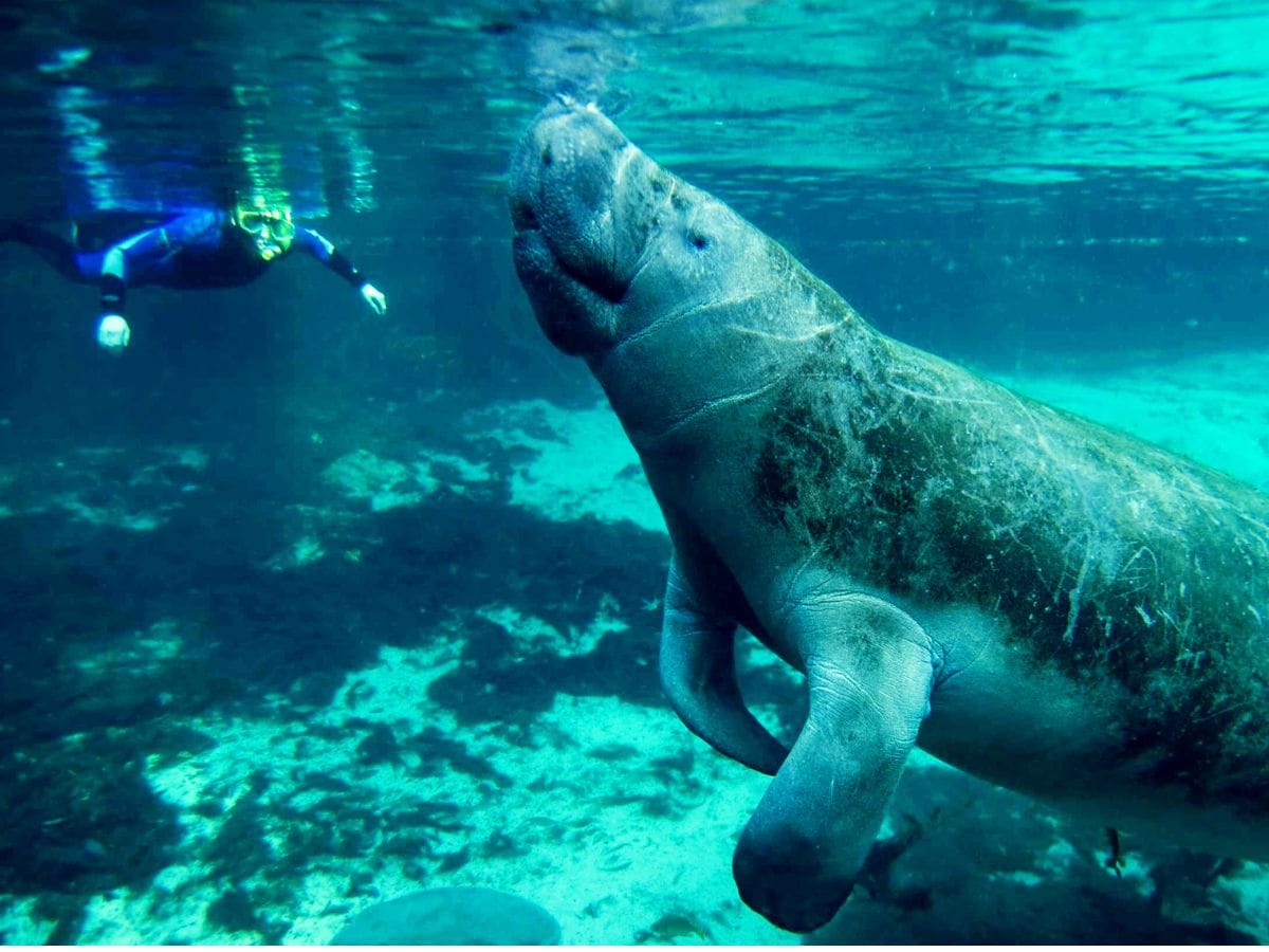 The Best Place To Swim With Manatees in Florida - REESE H.
