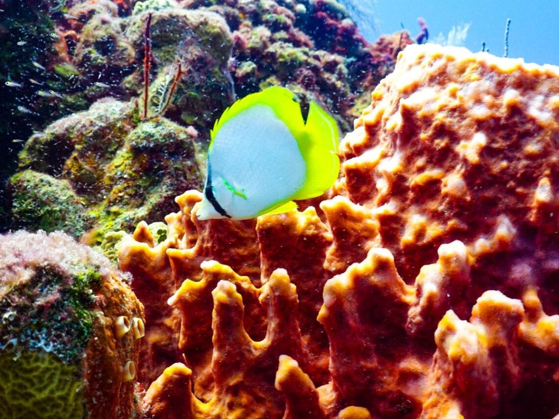 Roatan Diving, 10 Things You Need to Know - REESE H.