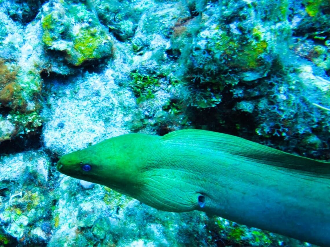 Roatan Diving, 10 Things You Need to Know - REESE H.