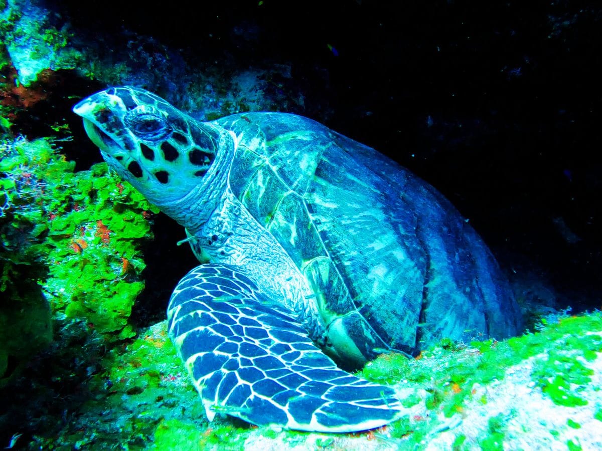Roatan Diving, 10 Things You Need to Know - REESE H.